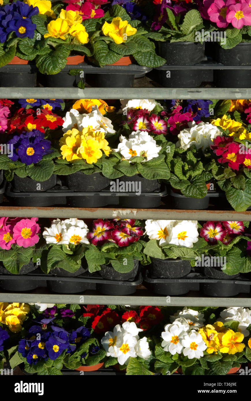 Primrose bedding hi-res stock photography and images - Alamy