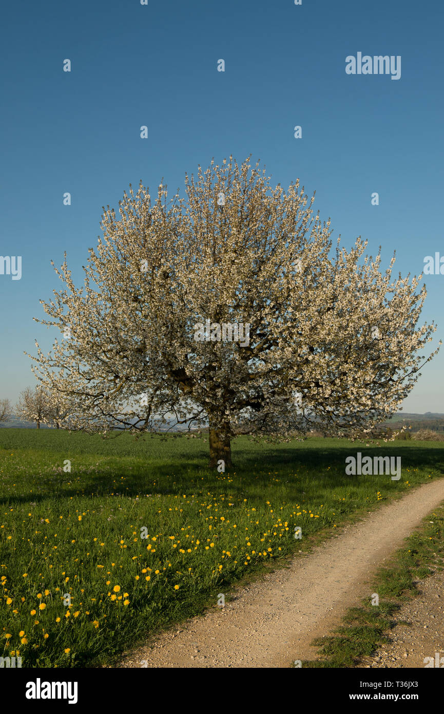 Spring hour hi-res stock photography and images - Alamy