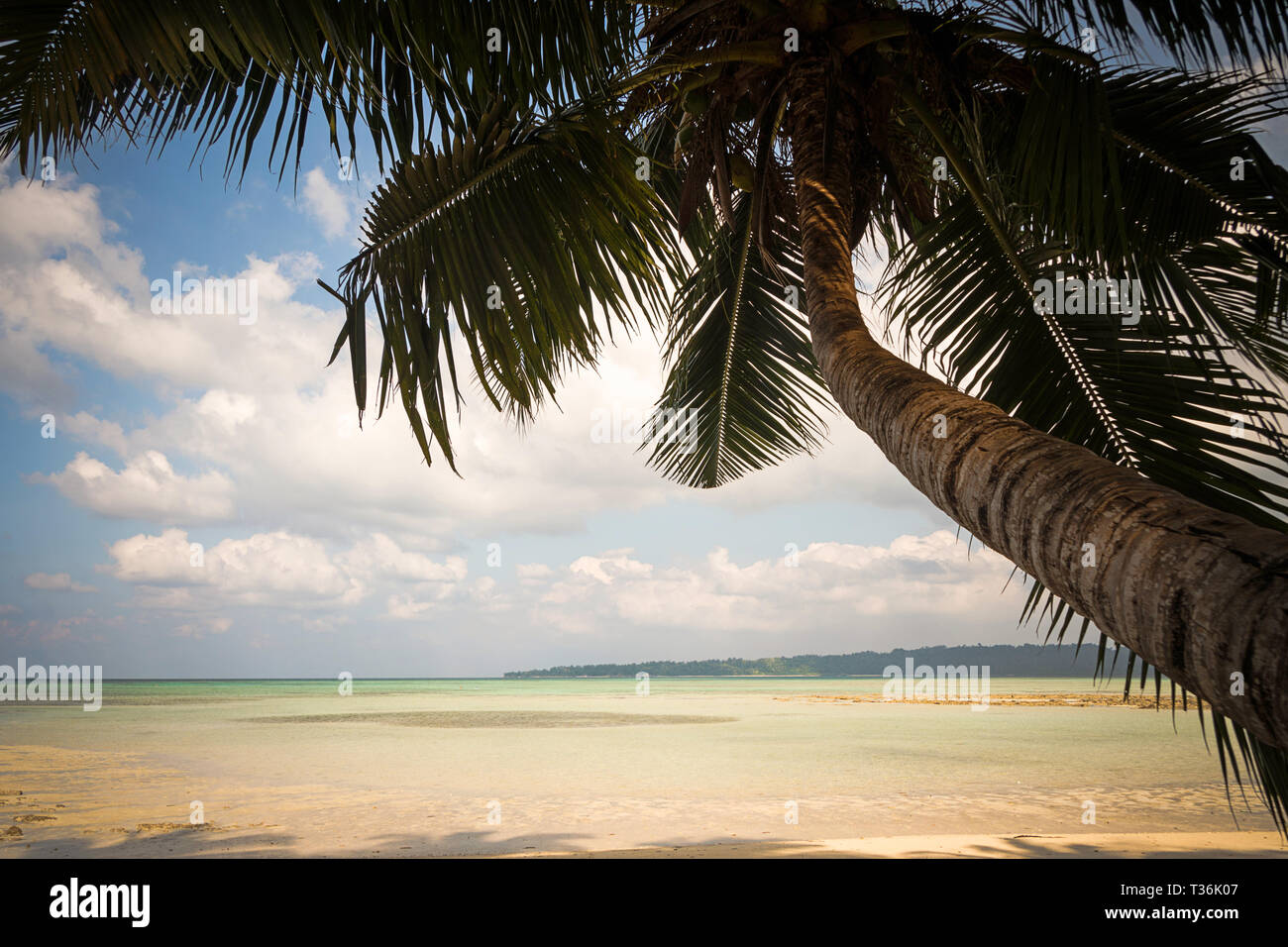 Coconut trees andaman nicobar islands hi-res stock photography and ...