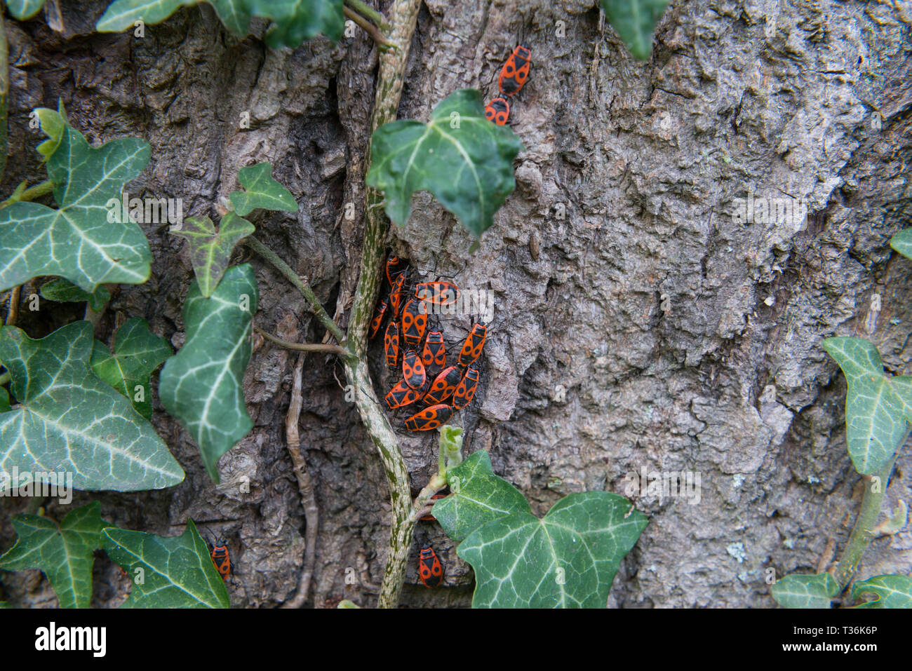 Group of firebugs on the bark of a tree during mating ritual Stock ...