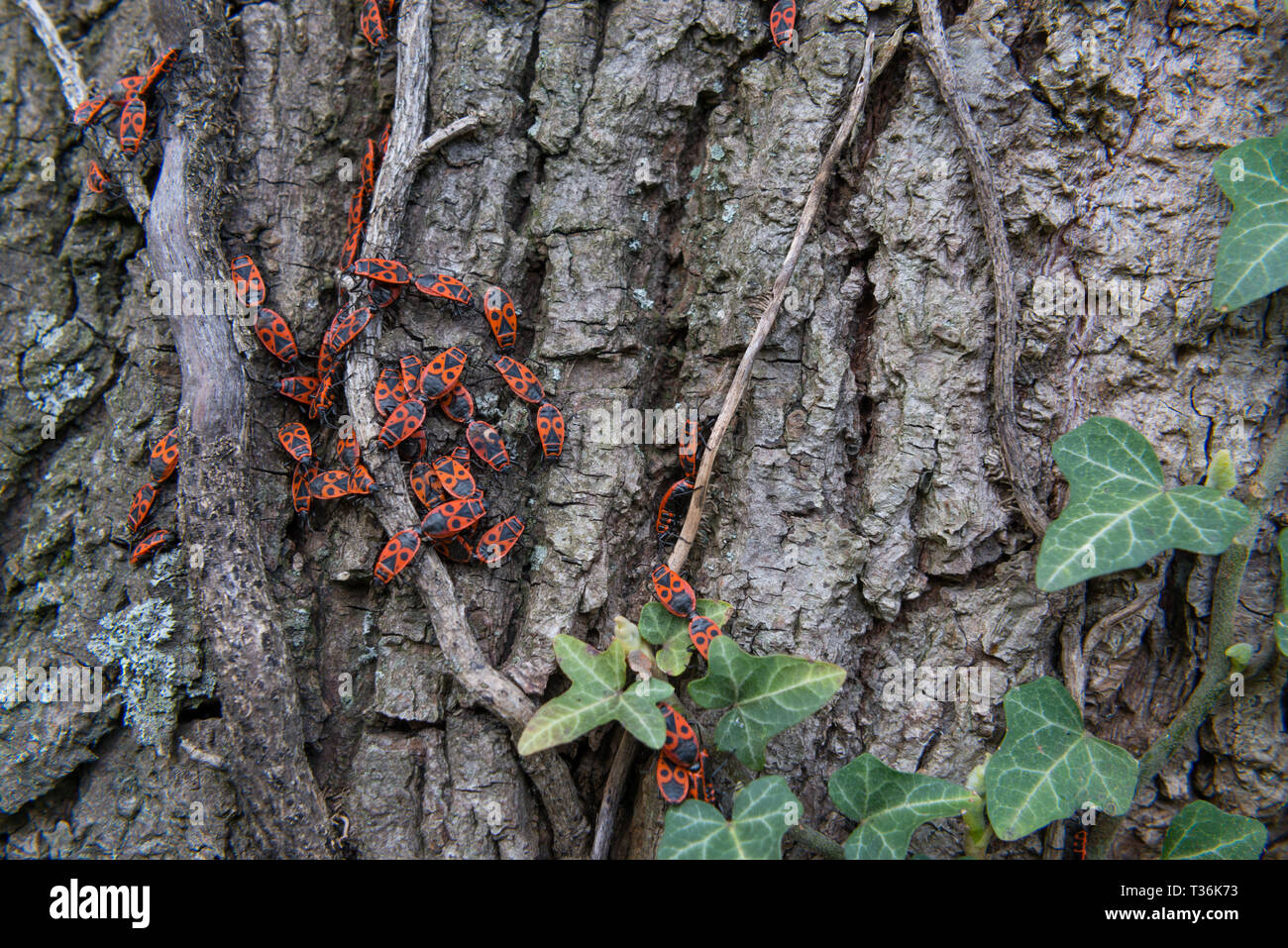 Group of firebugs on the bark of a tree during mating ritual Stock ...