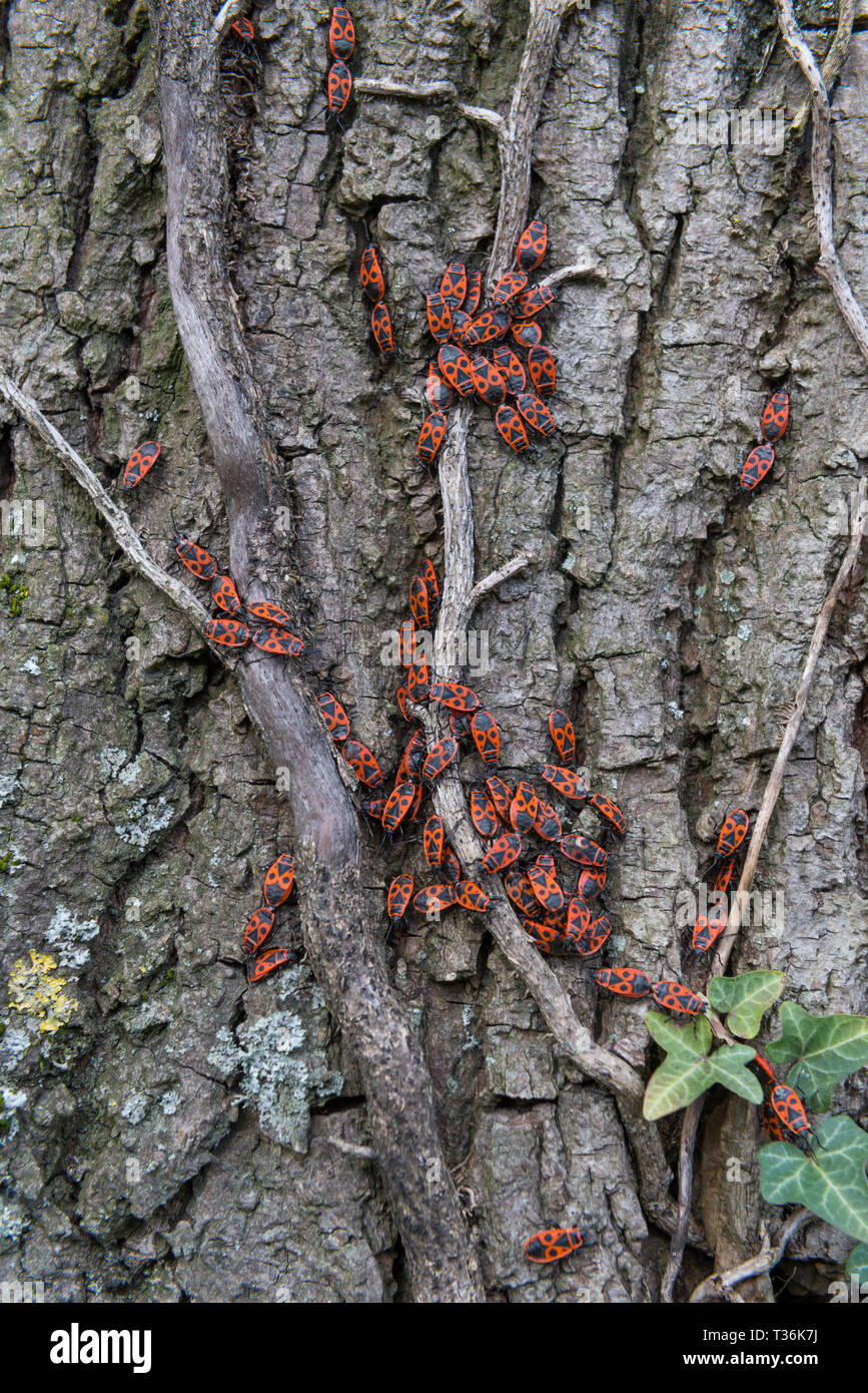 Group of bugs hi-res stock photography and images - Alamy