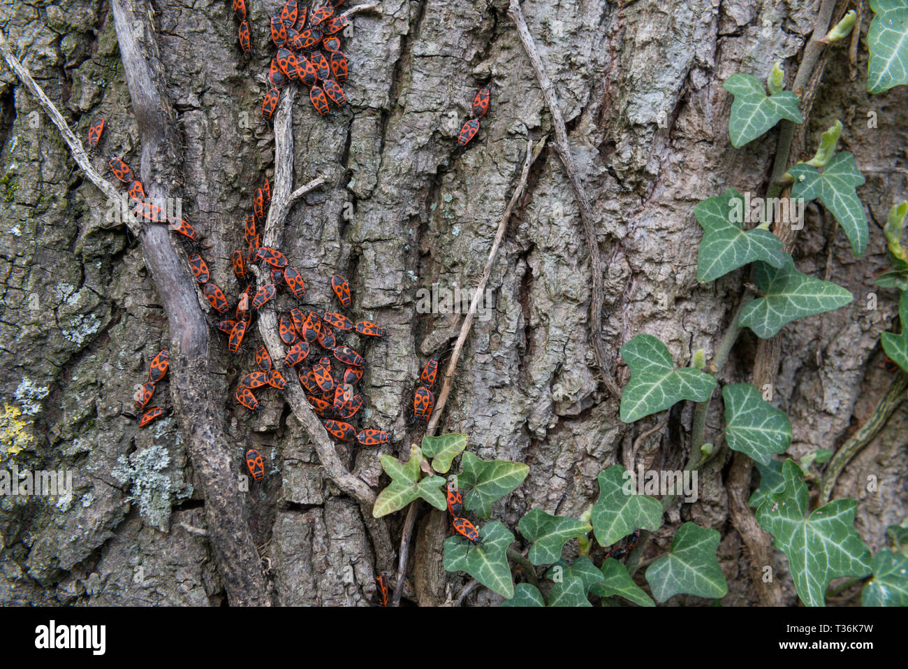 Pyrrhocoris apterus hi-res stock photography and images - Alamy