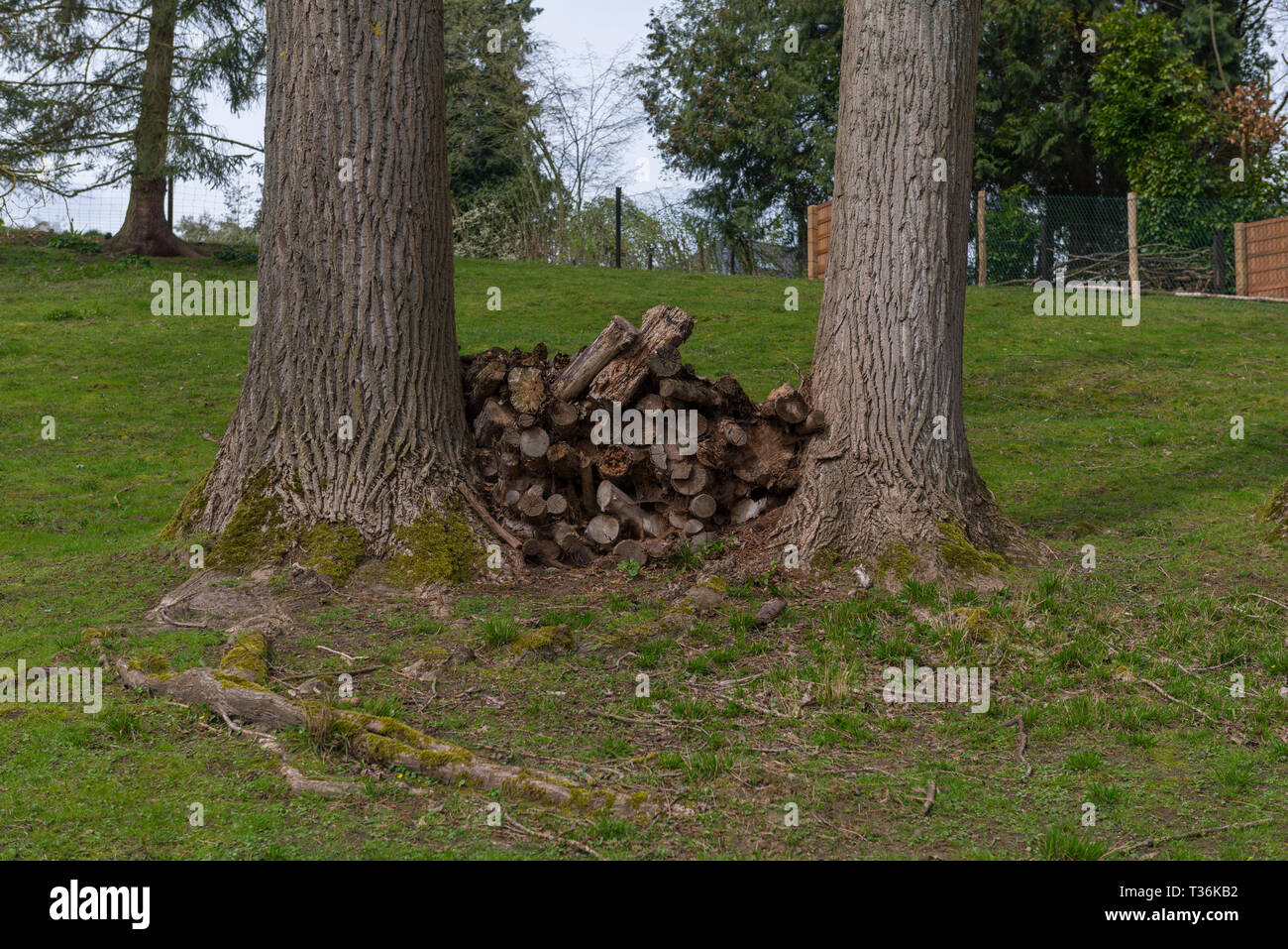 Stacked trees hi-res stock photography and images - Alamy