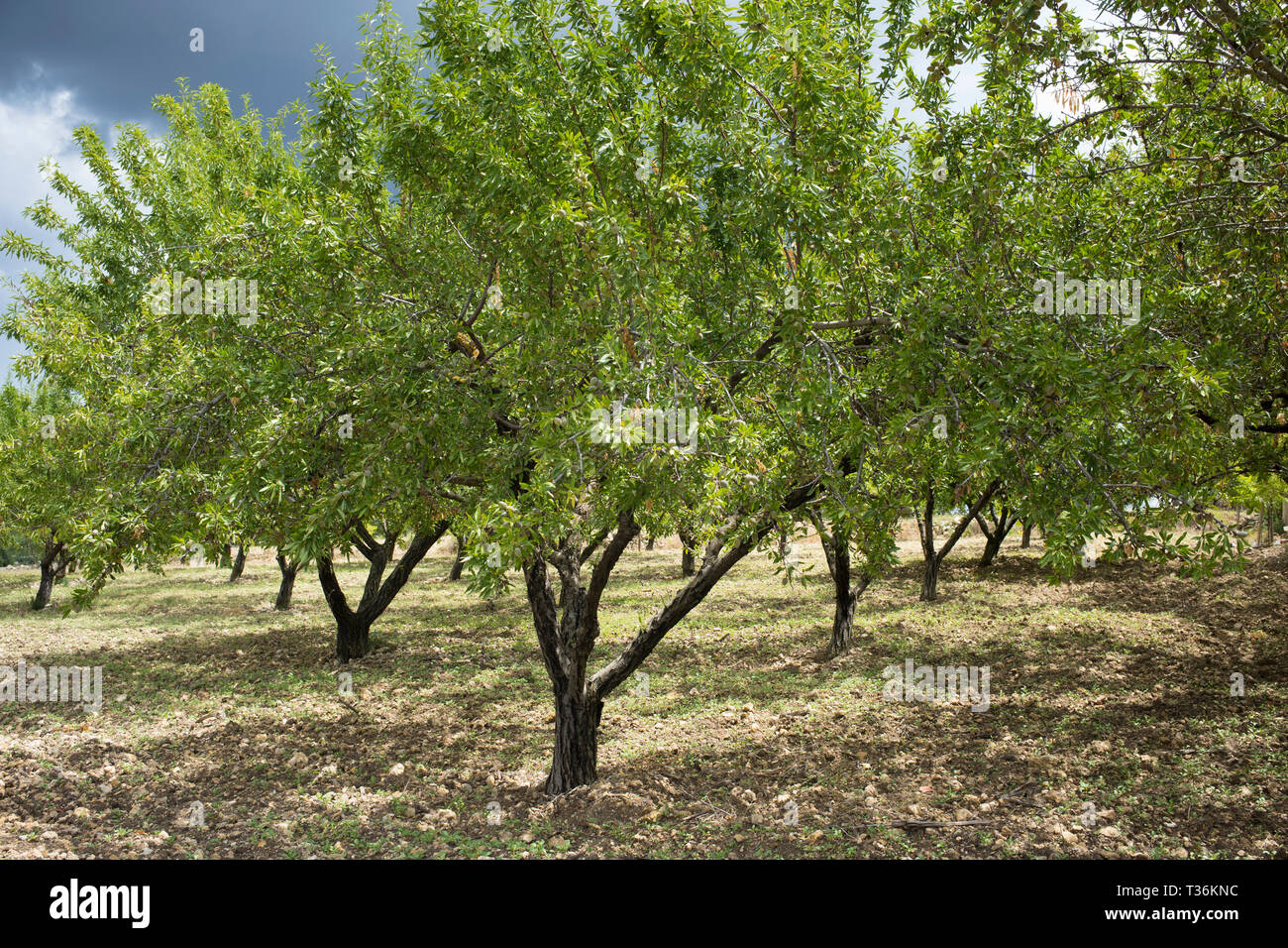 Almonds growing in ancient almond grove for nut production for export ...