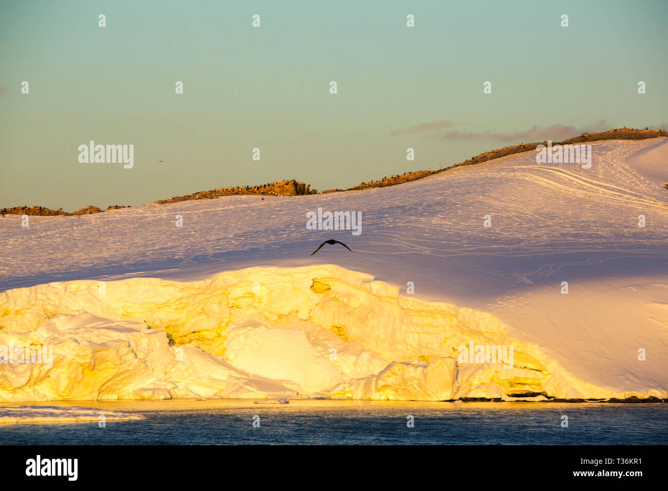 Port Charcot, Wilhelm Archipelago at sunset with algae in a glacier and ...