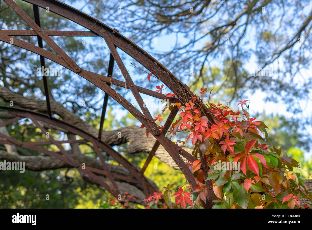 Autumn leaves growing on an arbor Stock Photo - Alamy