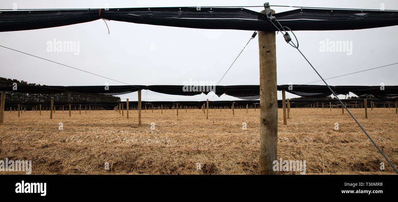 Ginseng Field High Resolution Stock Photography and Images - Alamy