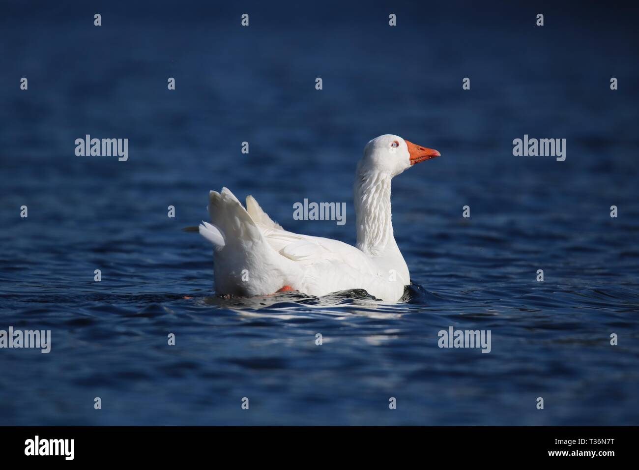 Goose swimming hi-res stock photography and images - Alamy