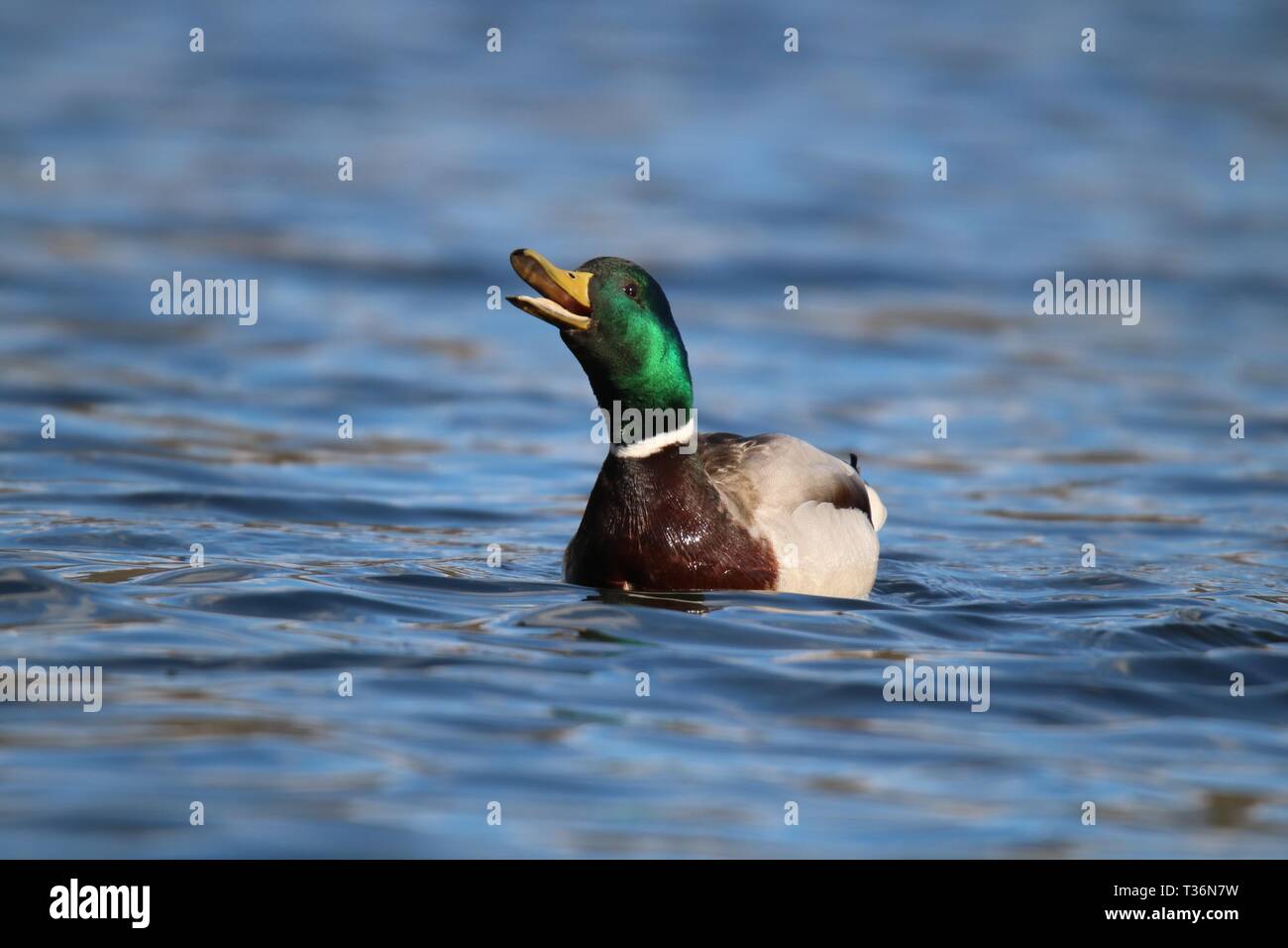 Quacking duck hi-res stock photography and images - Alamy