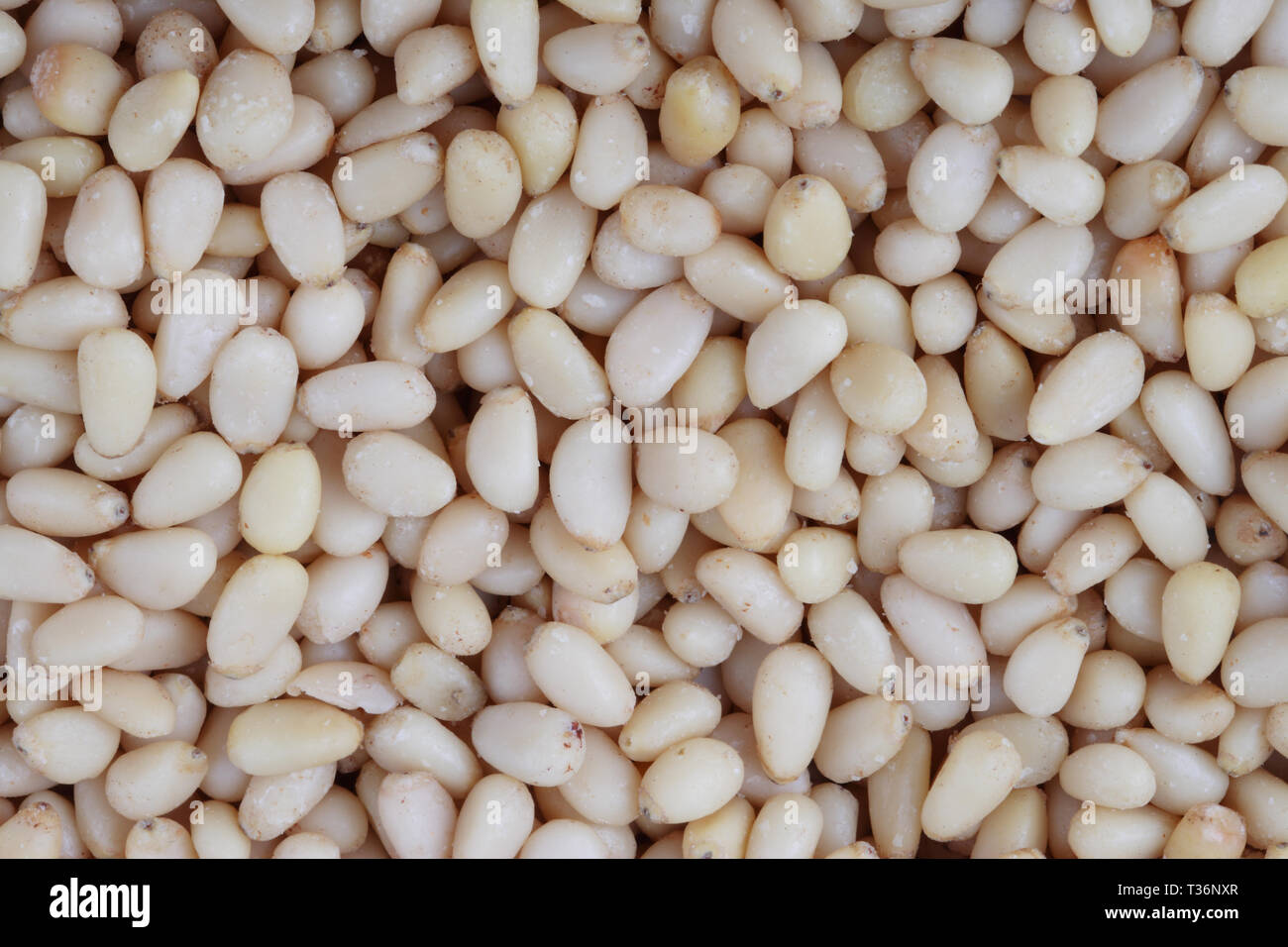 many cedar nut at day Stock Photo - Alamy