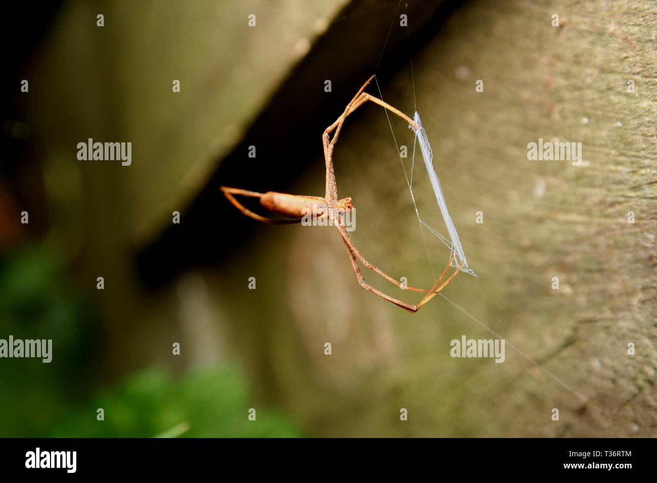 Rufous Net-Casting Spider 'Deinopis subrufa' Stock Photo - Alamy