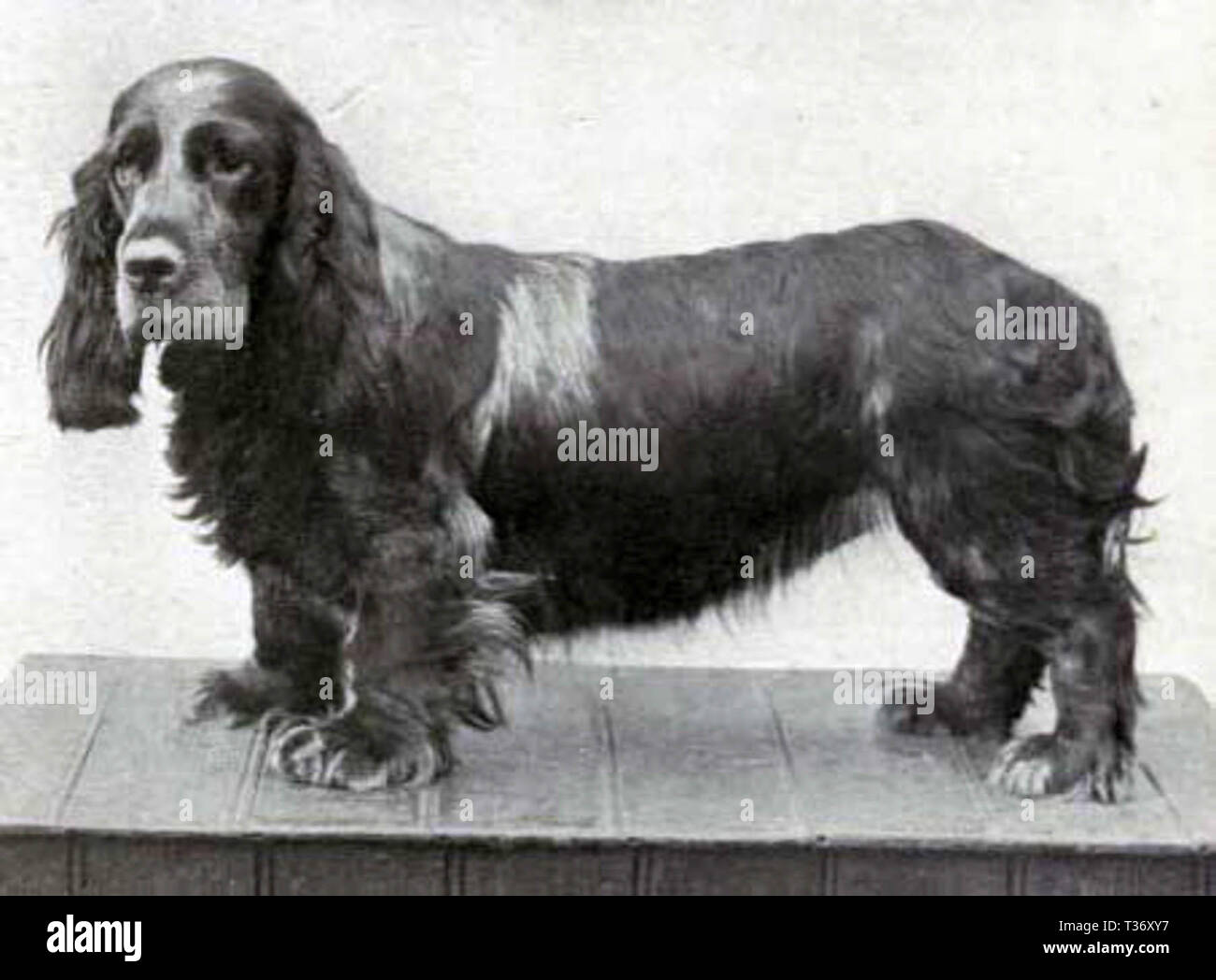 The Field Spaniel Stock Photo - Alamy