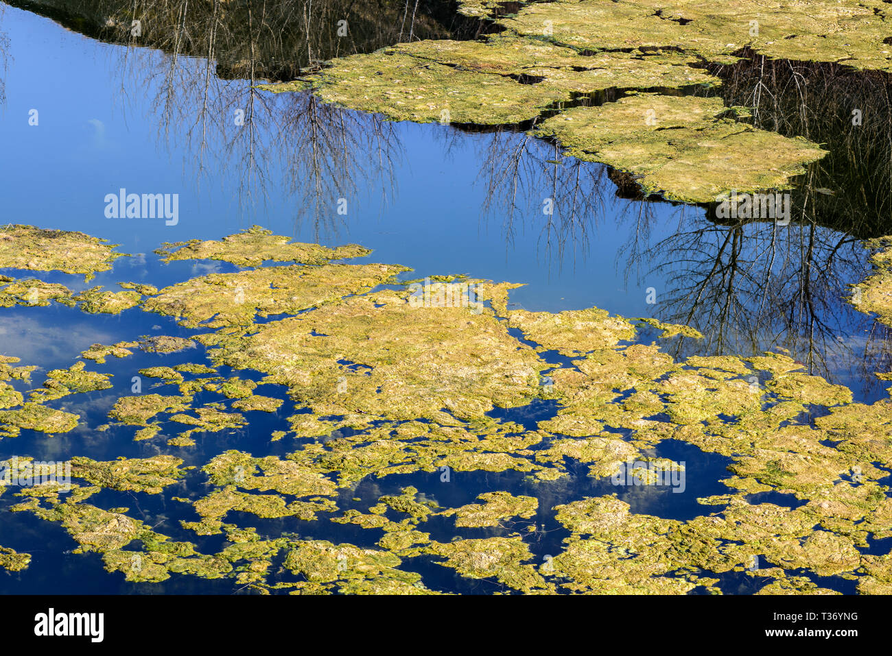 Stagnant water background with algae. Green algae cluster Stock Photo ...