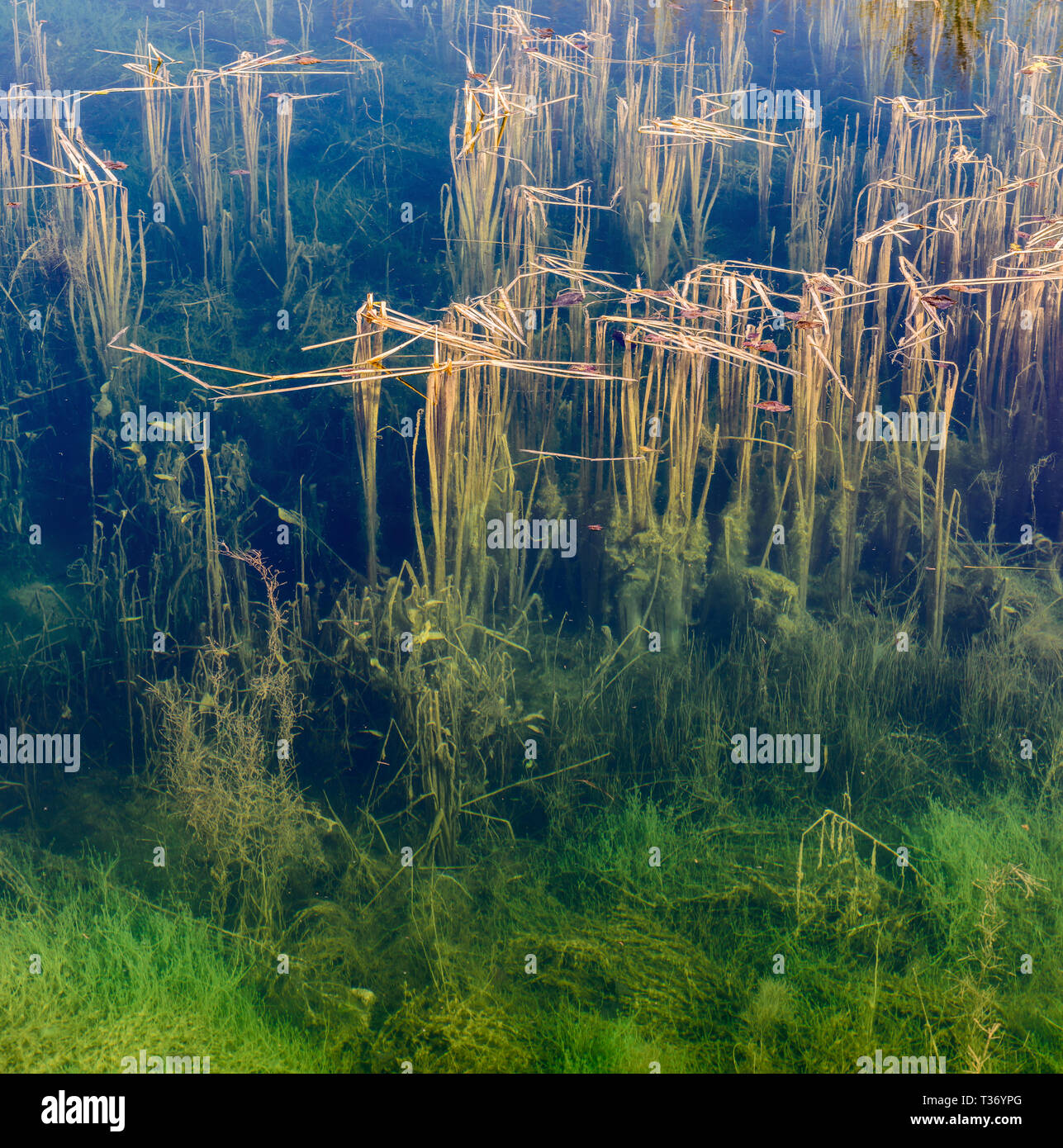 Family in pool underwater hi-res stock photography and images - Alamy