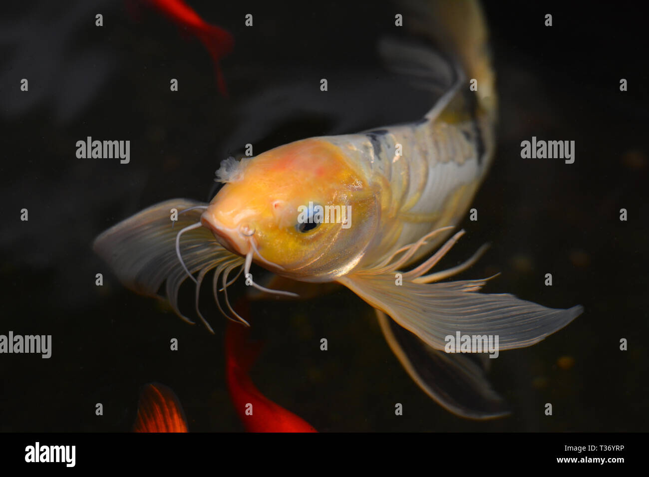 Golden fish - isolated Stock Photo - Alamy