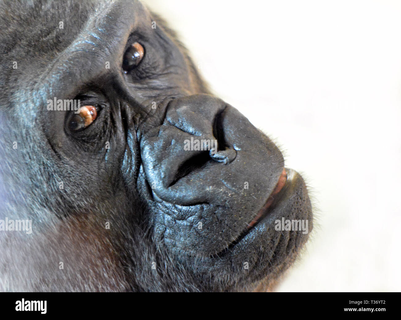 Sad Gorilla