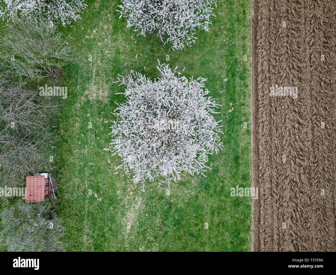 Perpendicular cherry hi-res stock photography and images - Alamy