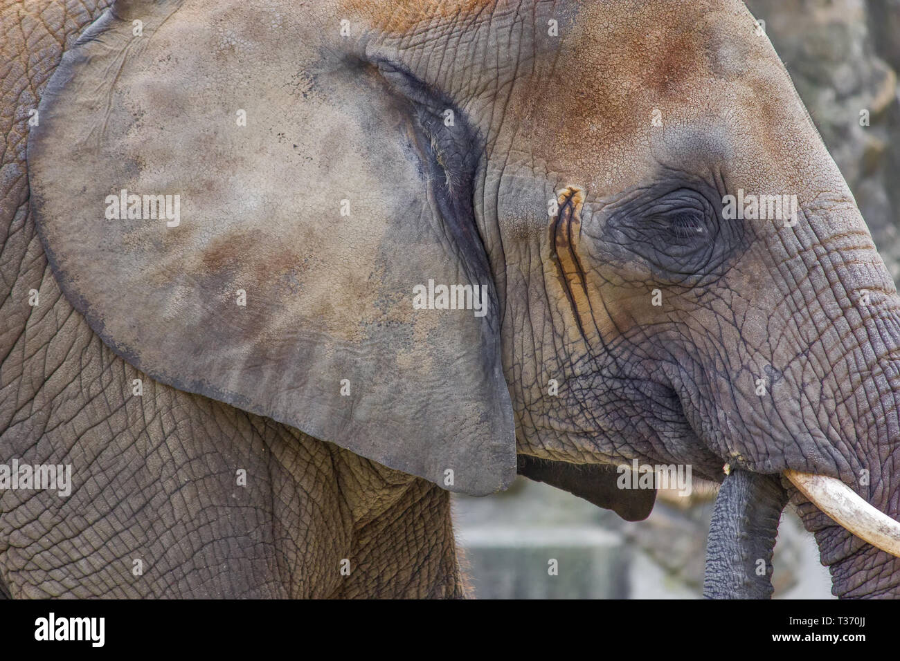 African elephant ear skin detail hi-res stock photography and images ...