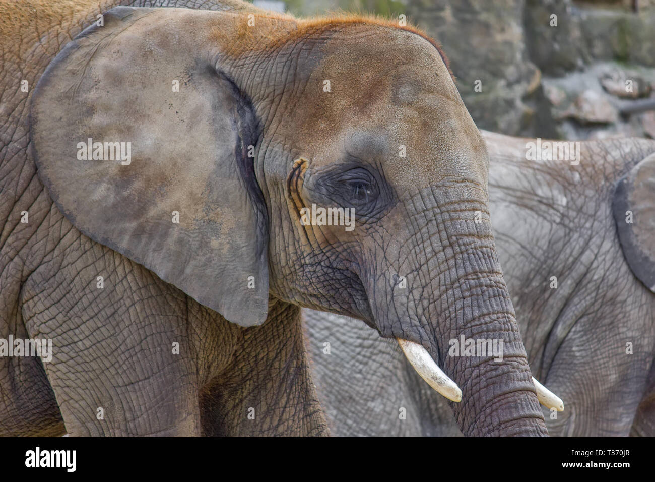 African elephant skin detail and tail hi-res stock photography and ...