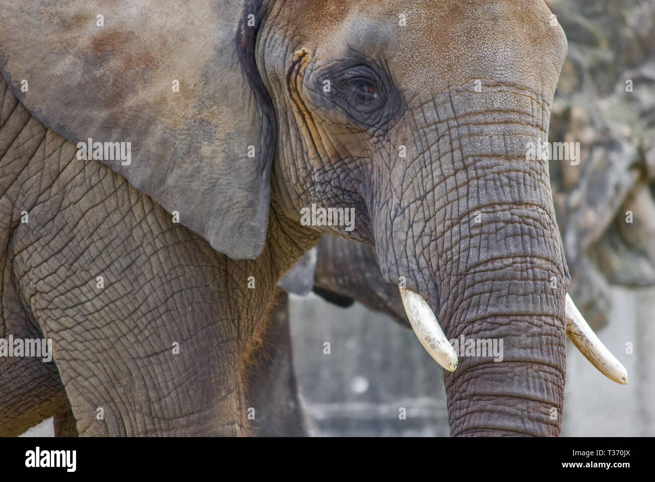 Elephant close up profile portrait Stock Photo - Alamy