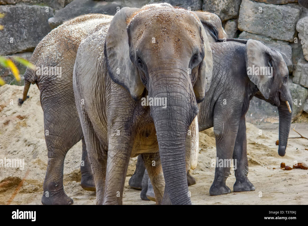 African elephant skin detail and tail hi-res stock photography and ...