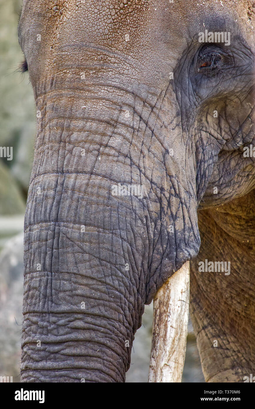 Elephant close up profile portrait Stock Photo - Alamy