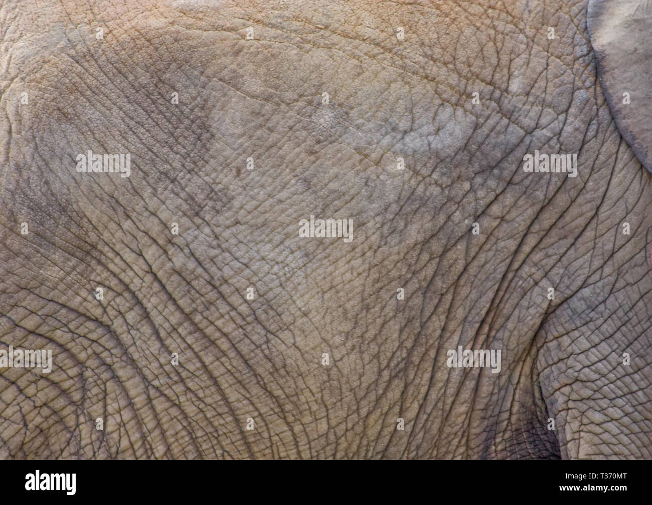 Close up of an elephants wrinkled skin Stock Photo - Alamy