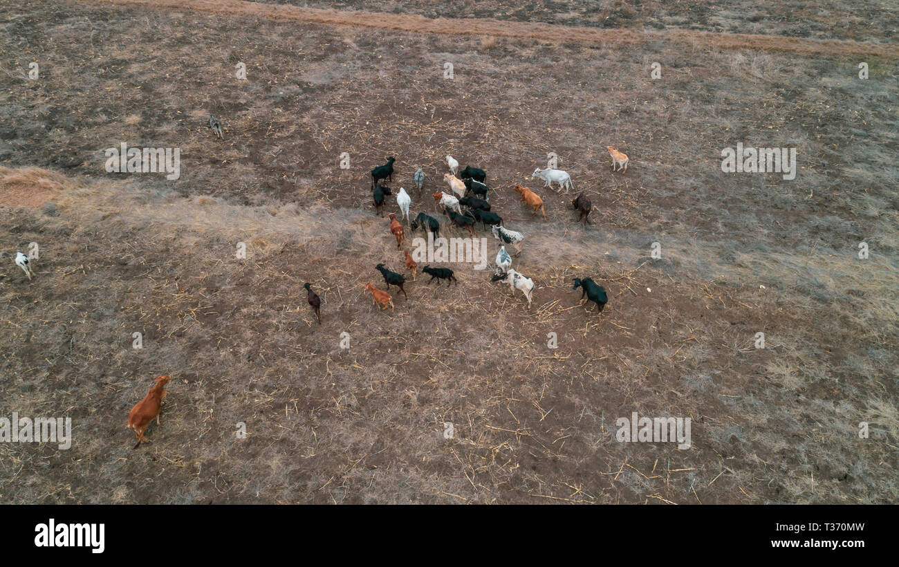 Maasai livestock hi-res stock photography and images - Alamy