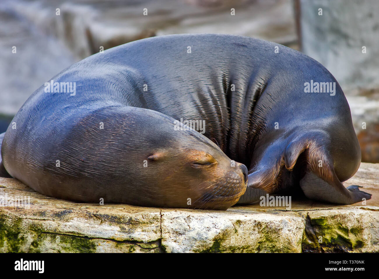 California sea lion head hi-res stock photography and images - Alamy