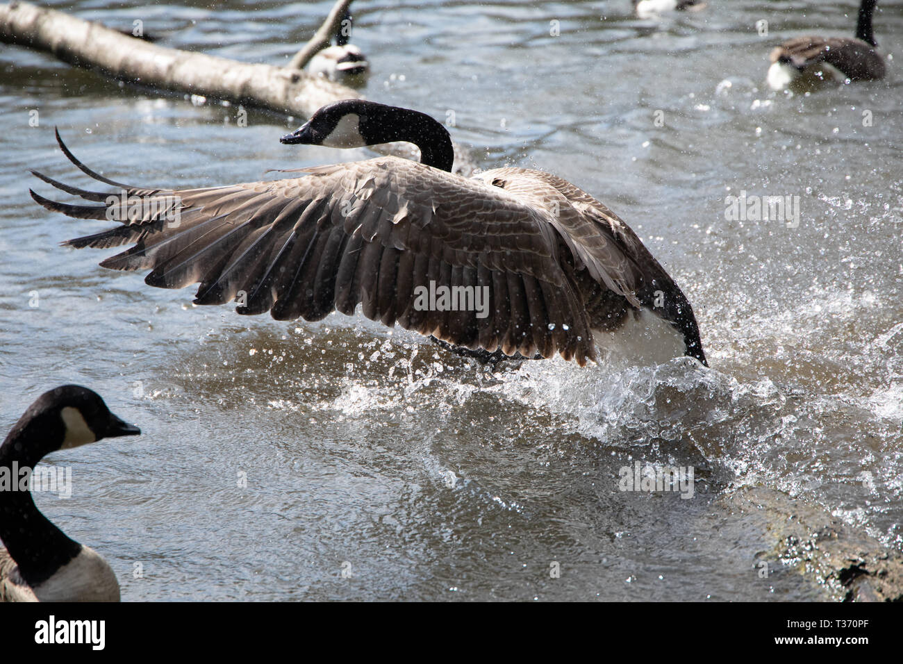 Flying Canadian Goose High Resolution Stock Photography and Images - Alamy