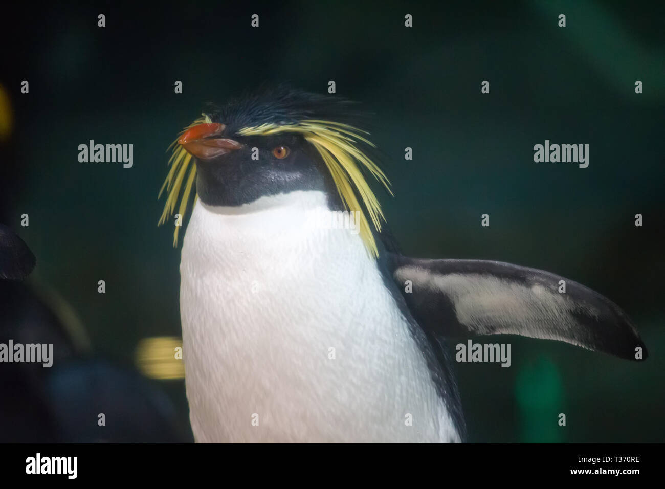 Hair penguin hi-res stock photography and images - Alamy