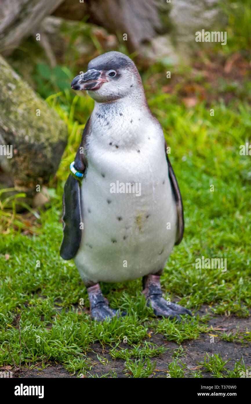 Humboldt penguin swimming rock hi-res stock photography and images - Alamy