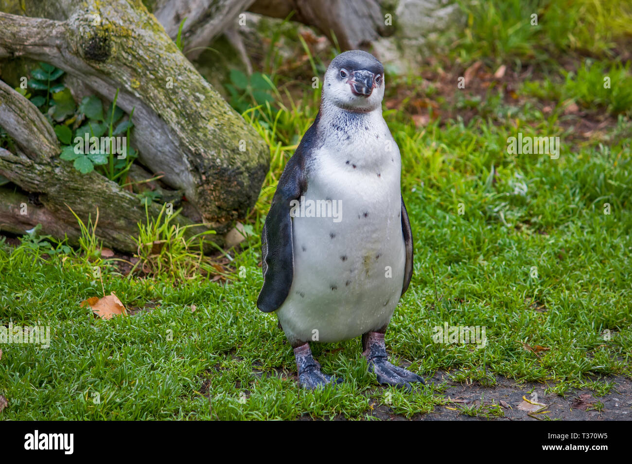 Zoo humboldt penguin hi-res stock photography and images - Alamy