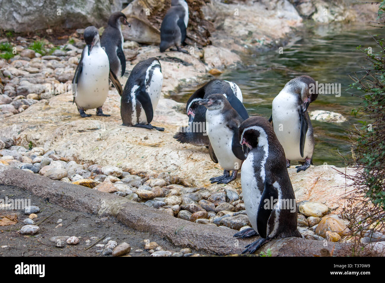 Zoo humboldt penguin hi-res stock photography and images - Alamy