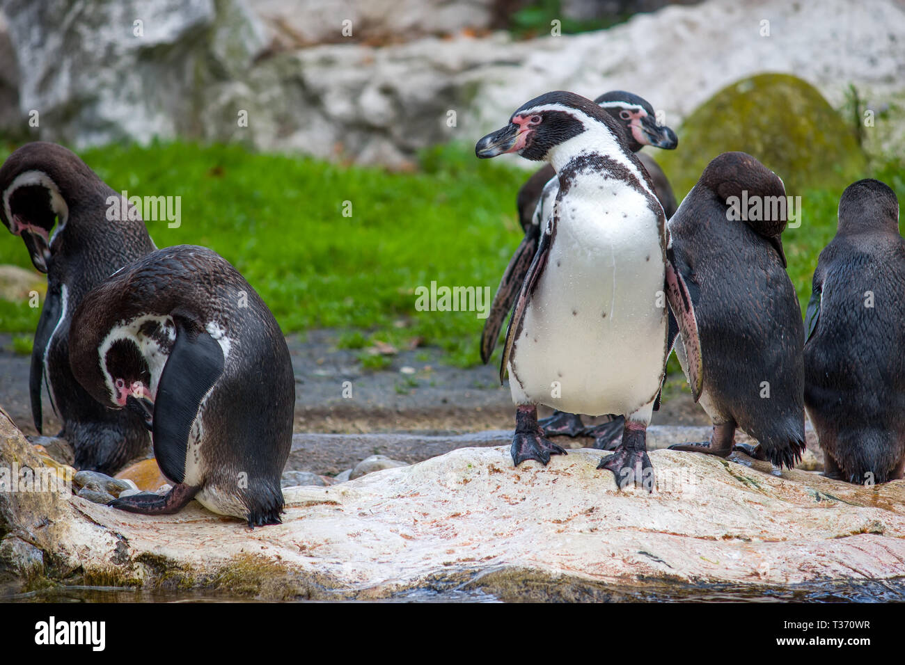 Peru penguin hi-res stock photography and images - Alamy