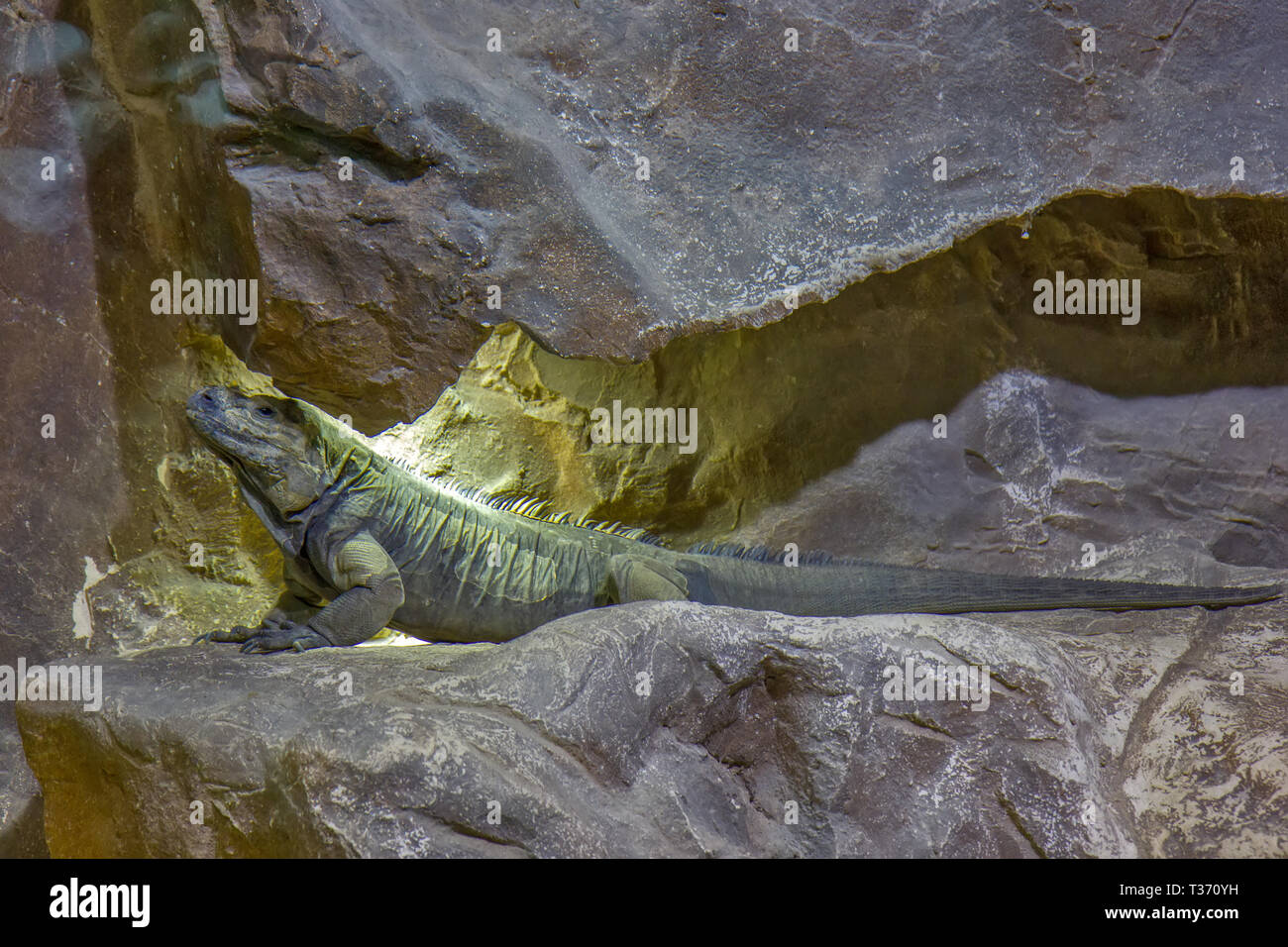 Jungle lizard hi-res stock photography and images - Alamy