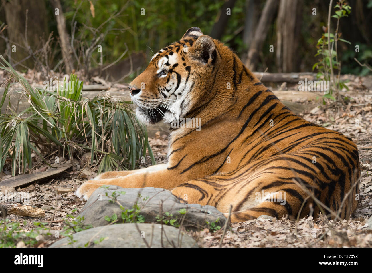 tiger resting in a zoo in italy Stock Photo - Alamy