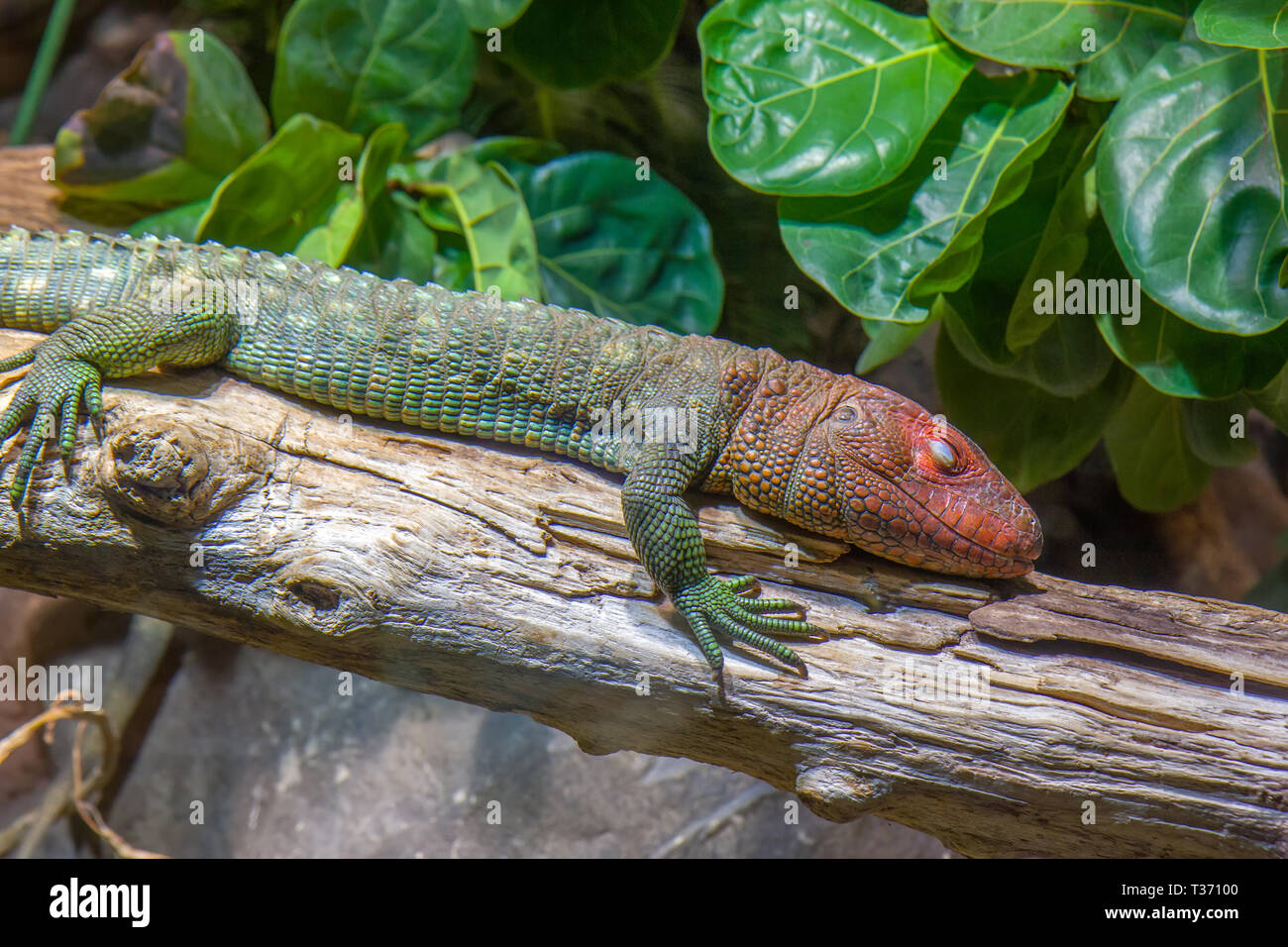 Jungle lizard hi-res stock photography and images - Alamy