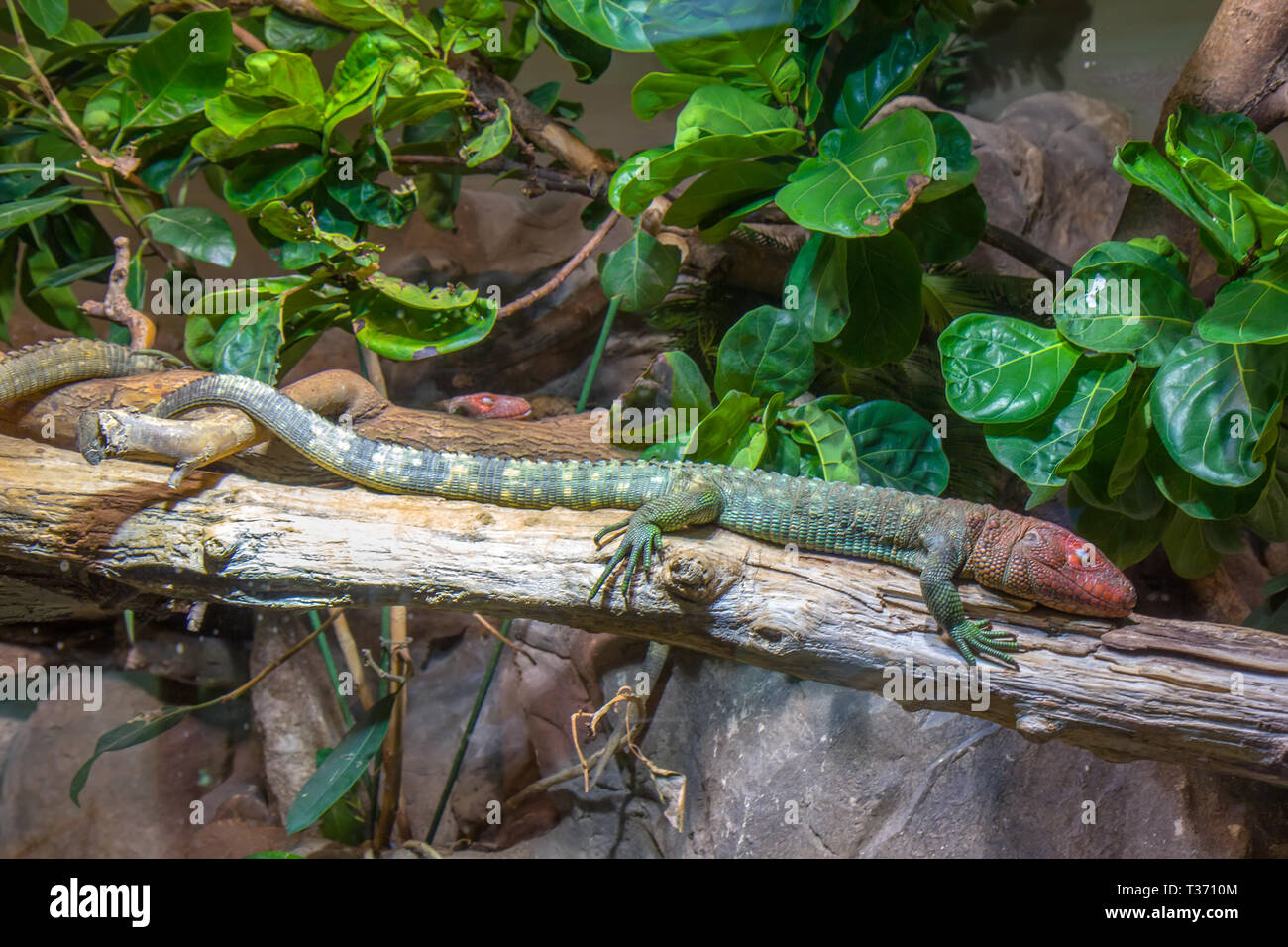 Jungle lizard hi-res stock photography and images - Alamy