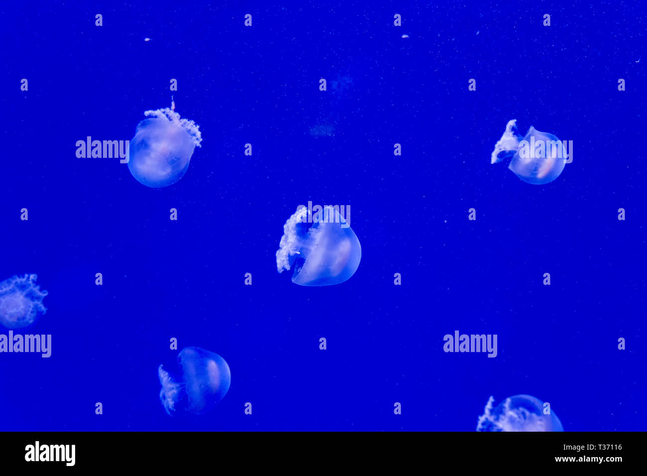 Cannonball jelly hi-res stock photography and images - Alamy