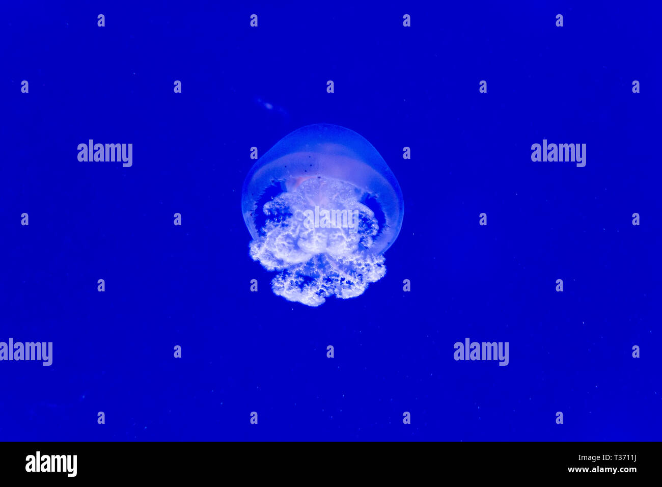Cannonball jellyfish hi-res stock photography and images - Alamy