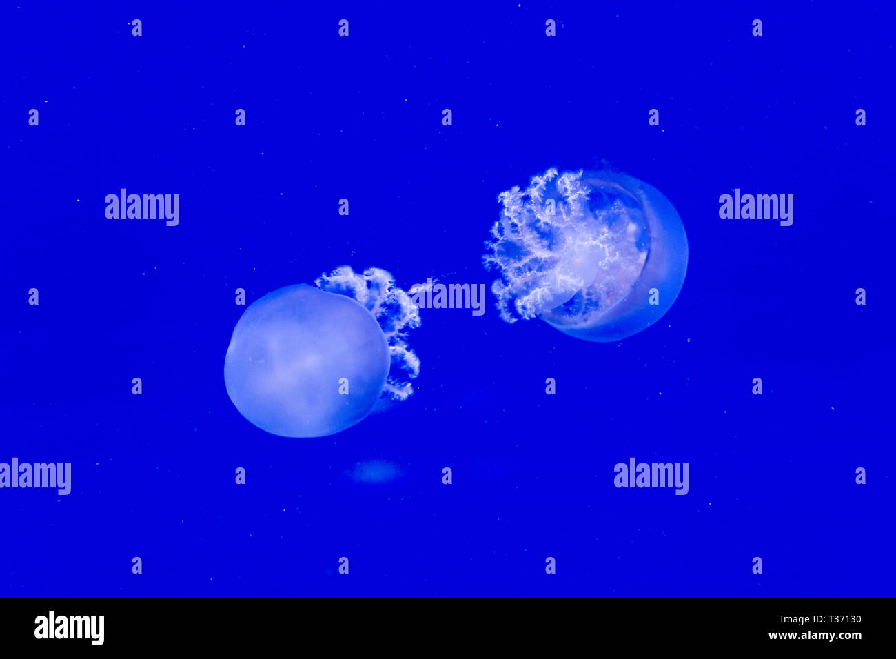 Cannonball jelly hi-res stock photography and images - Alamy