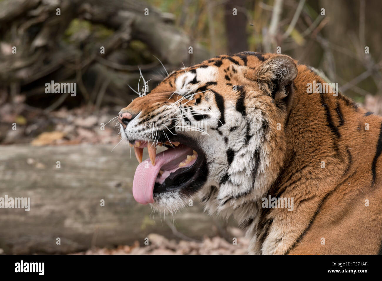 tiger resting in a zoo in italy Stock Photo - Alamy