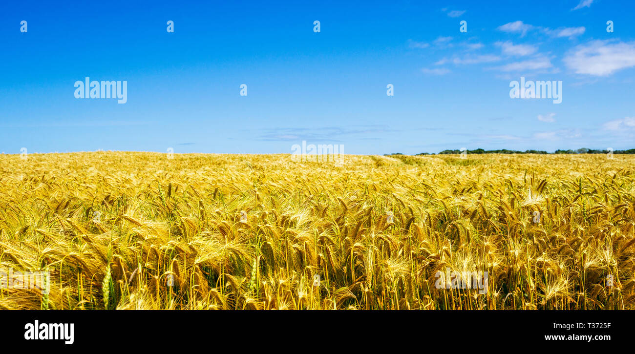 Corn field in Germany Stock Photo - Alamy