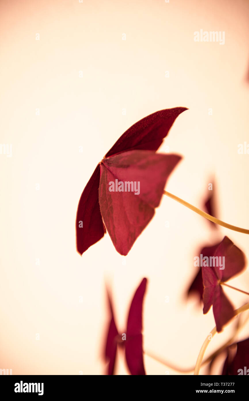 Klee silhouette hi-res stock photography and images - Alamy