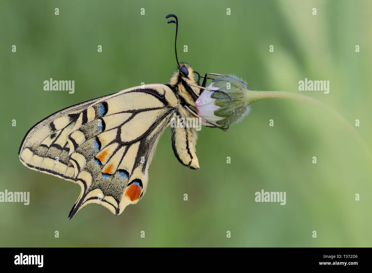 Spectacular portrait of Swallowtail butterfly (Papilio machaon Stock ...
