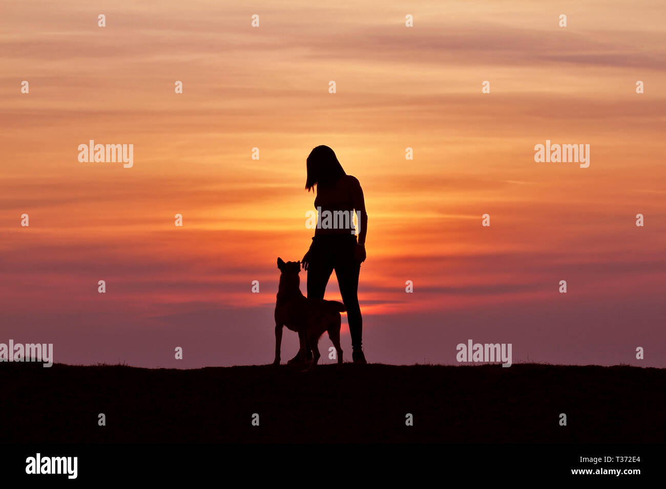 Silhouettes at sunset, girl and dog against the backdrop of an ...