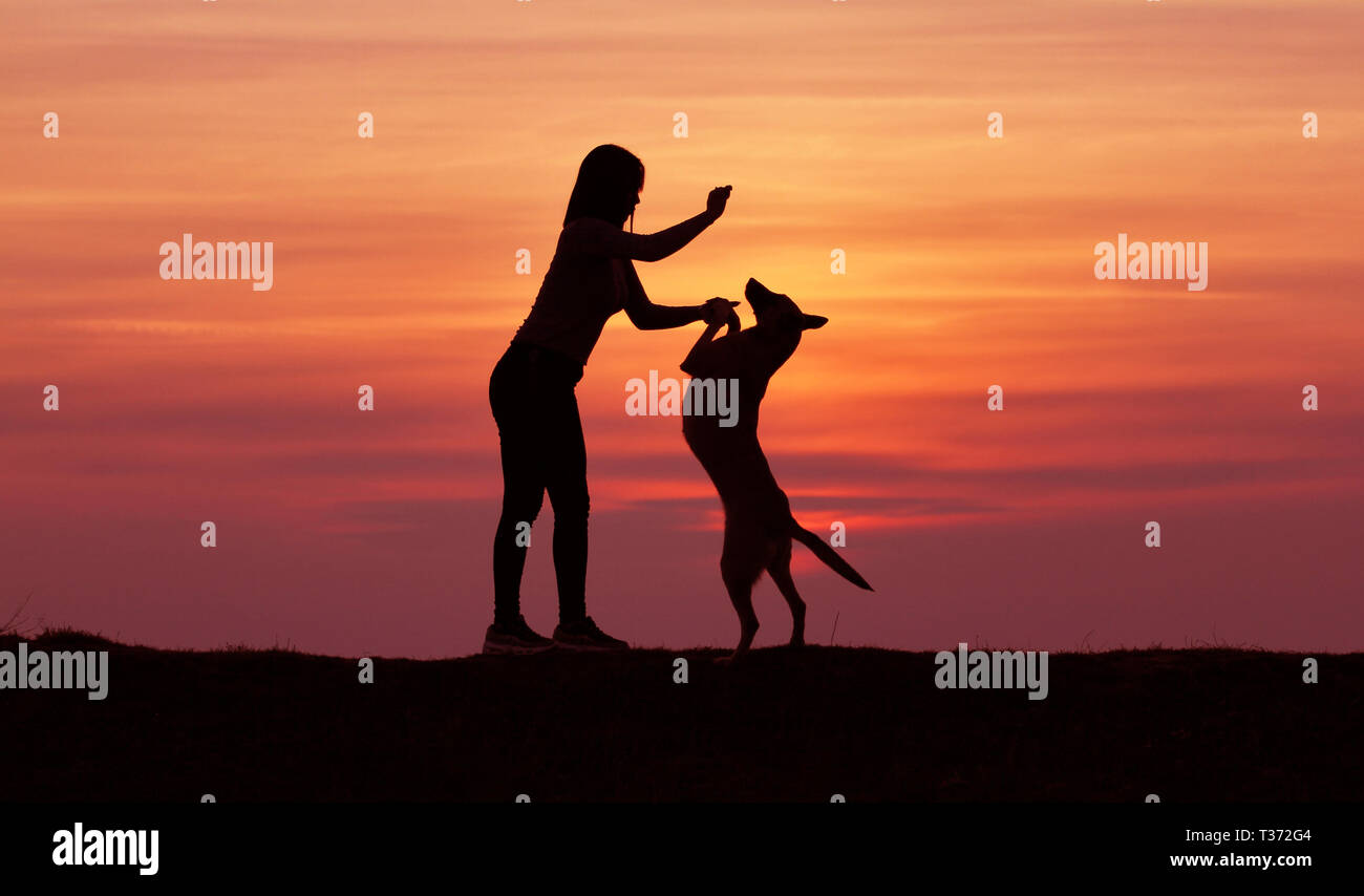 Silhouettes at sunset, a girl and a dog against the backdrop of an ...