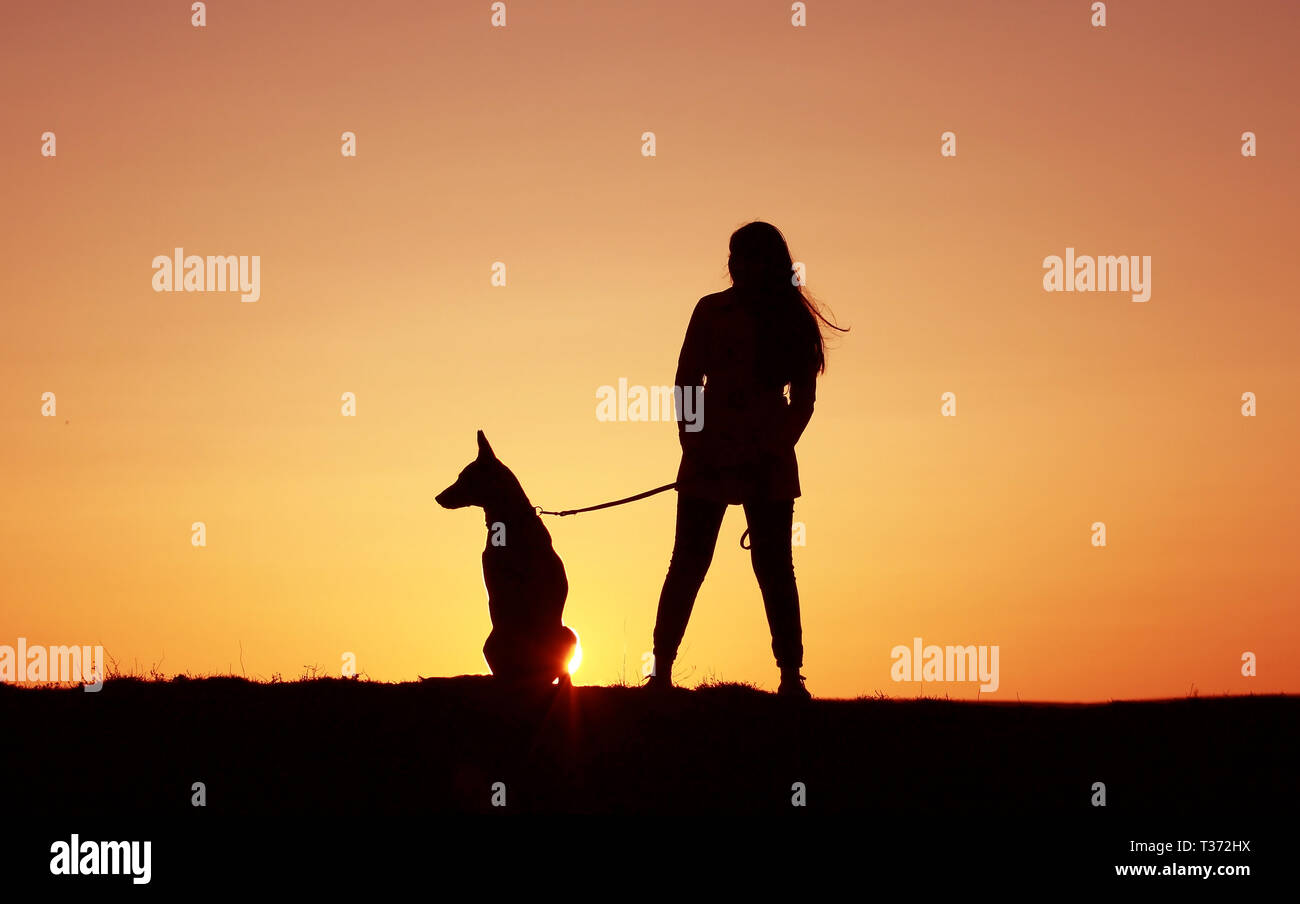 Silhouettes at sunset, girl and dog against the backdrop of an ...